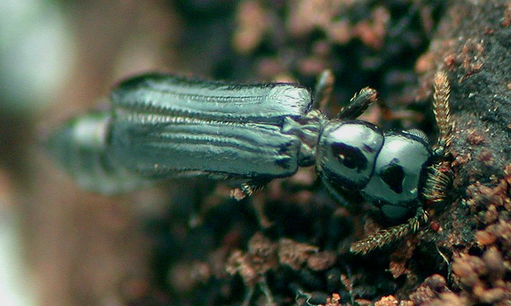 תיבת נעם – מחשבות ביולוגיות – עמוד 2 – SciPhile